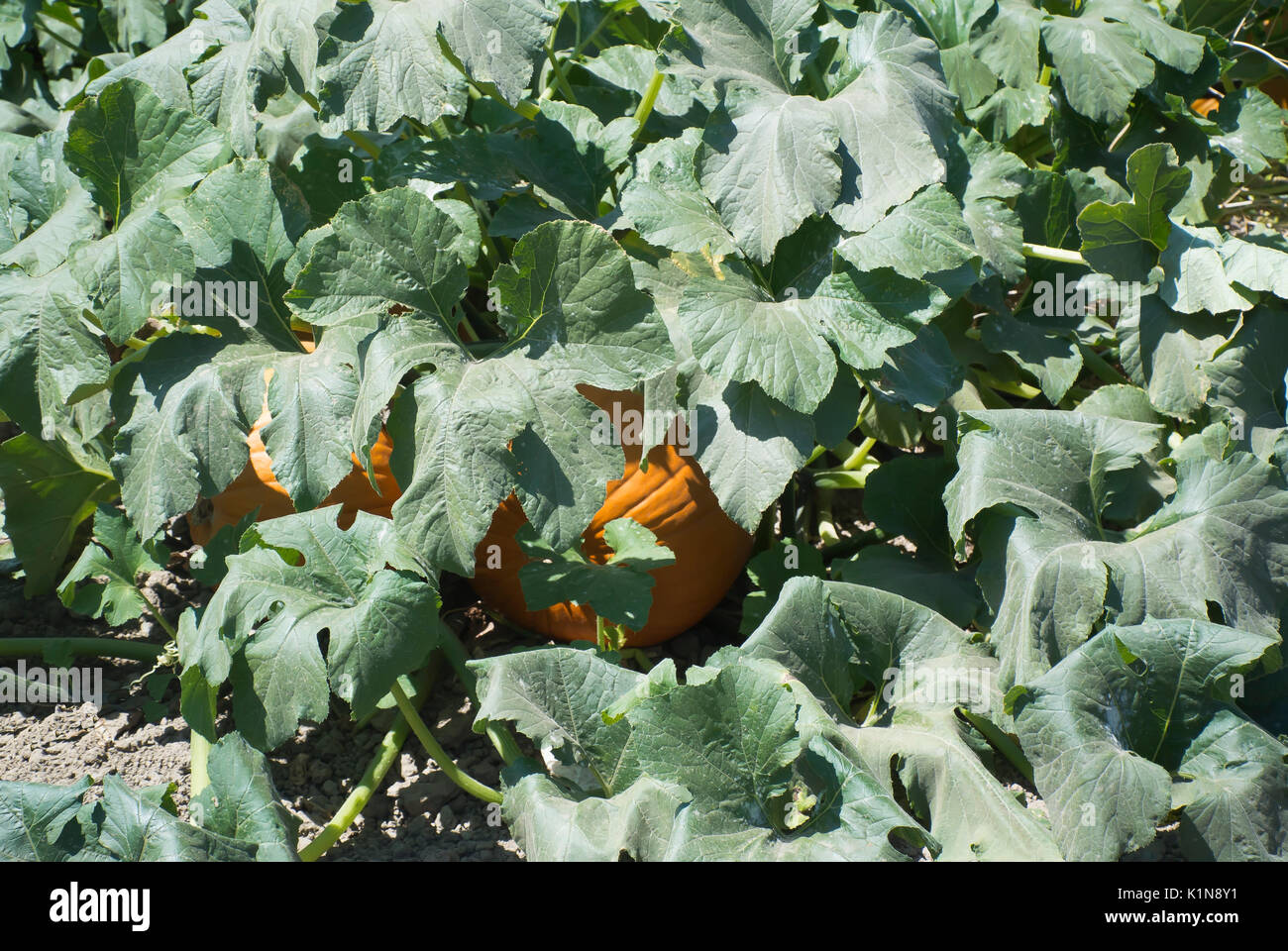 Field full of pumpkins hi-res stock photography and images - Alamy