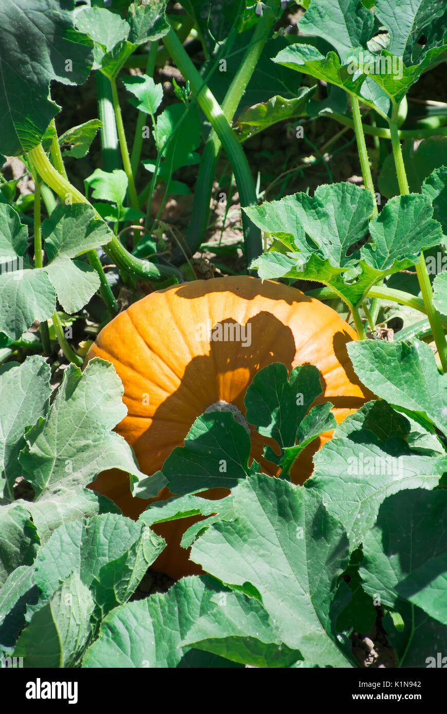 Pumpkin farming hi-res stock photography and images - Alamy