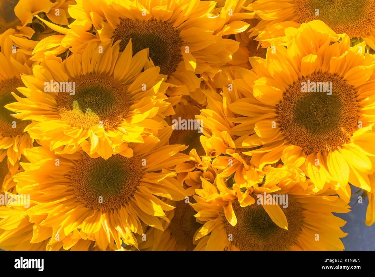 Blossoms burst hi-res stock photography and images - Alamy