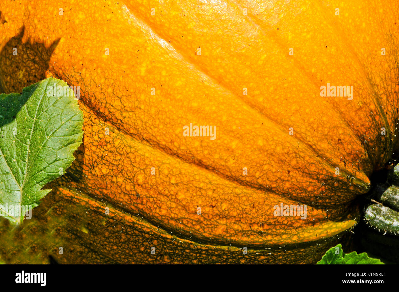 Pumpkin - Close Up Stock Photo - Alamy