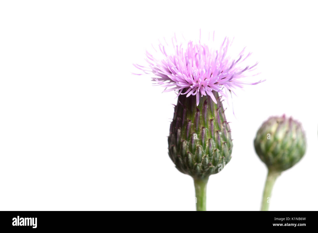 Creeping thistle way Cut Out Stock Images & Pictures - Alamy