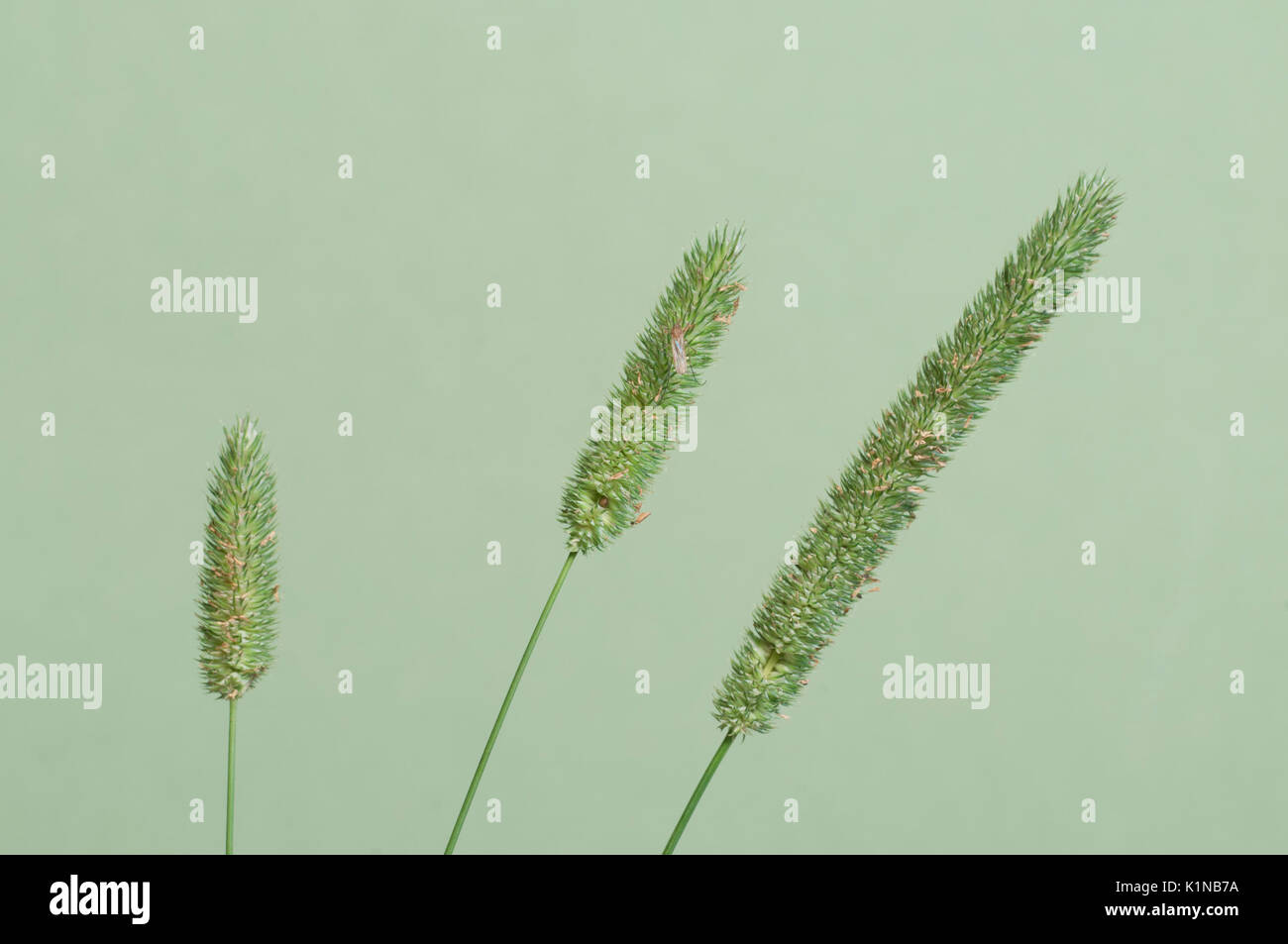 Timothy-grass (Phleum pratense) over a green background close up Stock ...