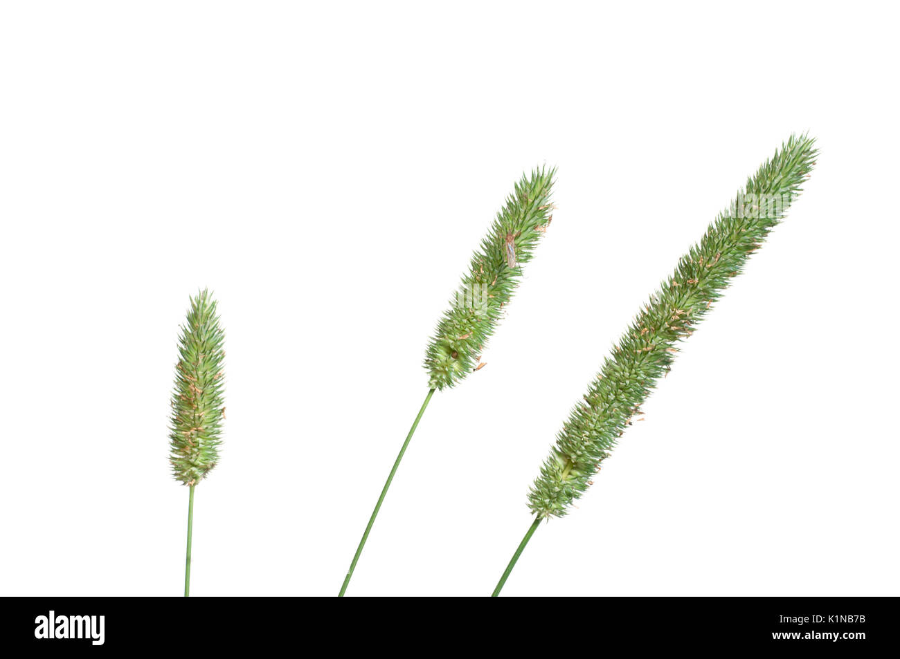Timothy-grass (Phleum pratense) over aa white background close up Stock ...