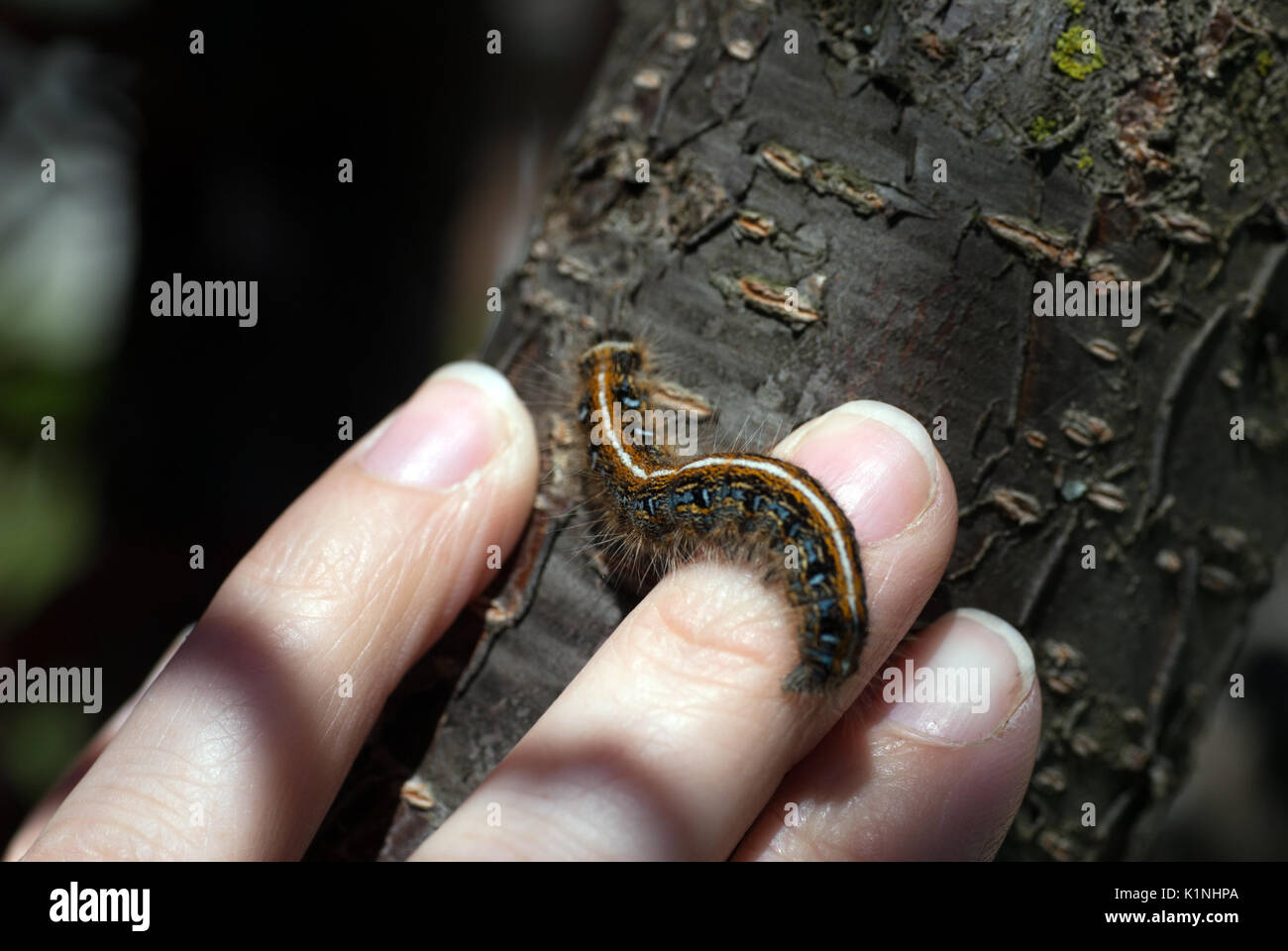 Forest tent caterpillar hi-res stock photography and images - Alamy