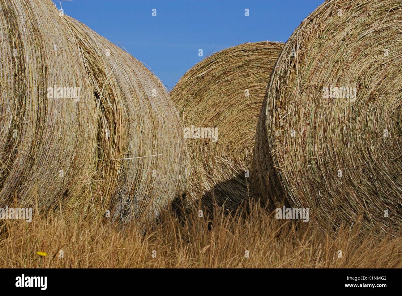 Farming farm grass hi-res stock photography and images - Alamy