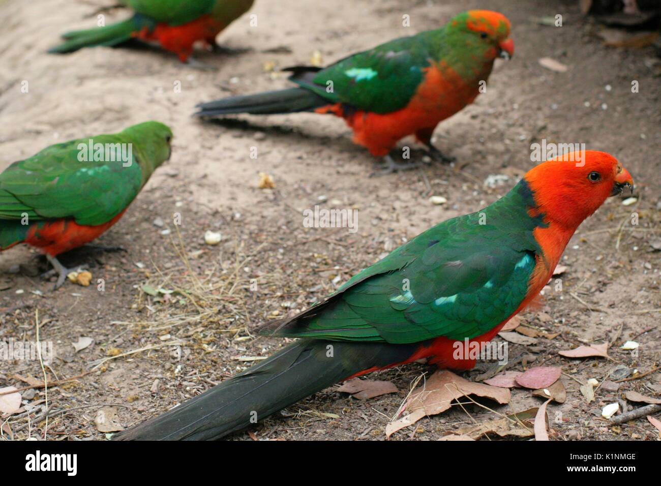 King parrots hi-res stock photography and images - Alamy