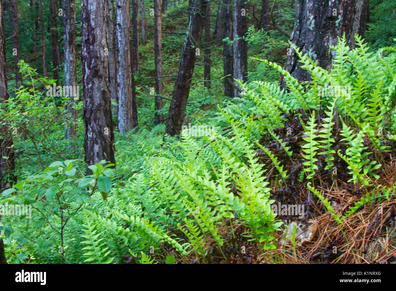 Common polypody polypodium vulgare fern hi-res stock photography and ...