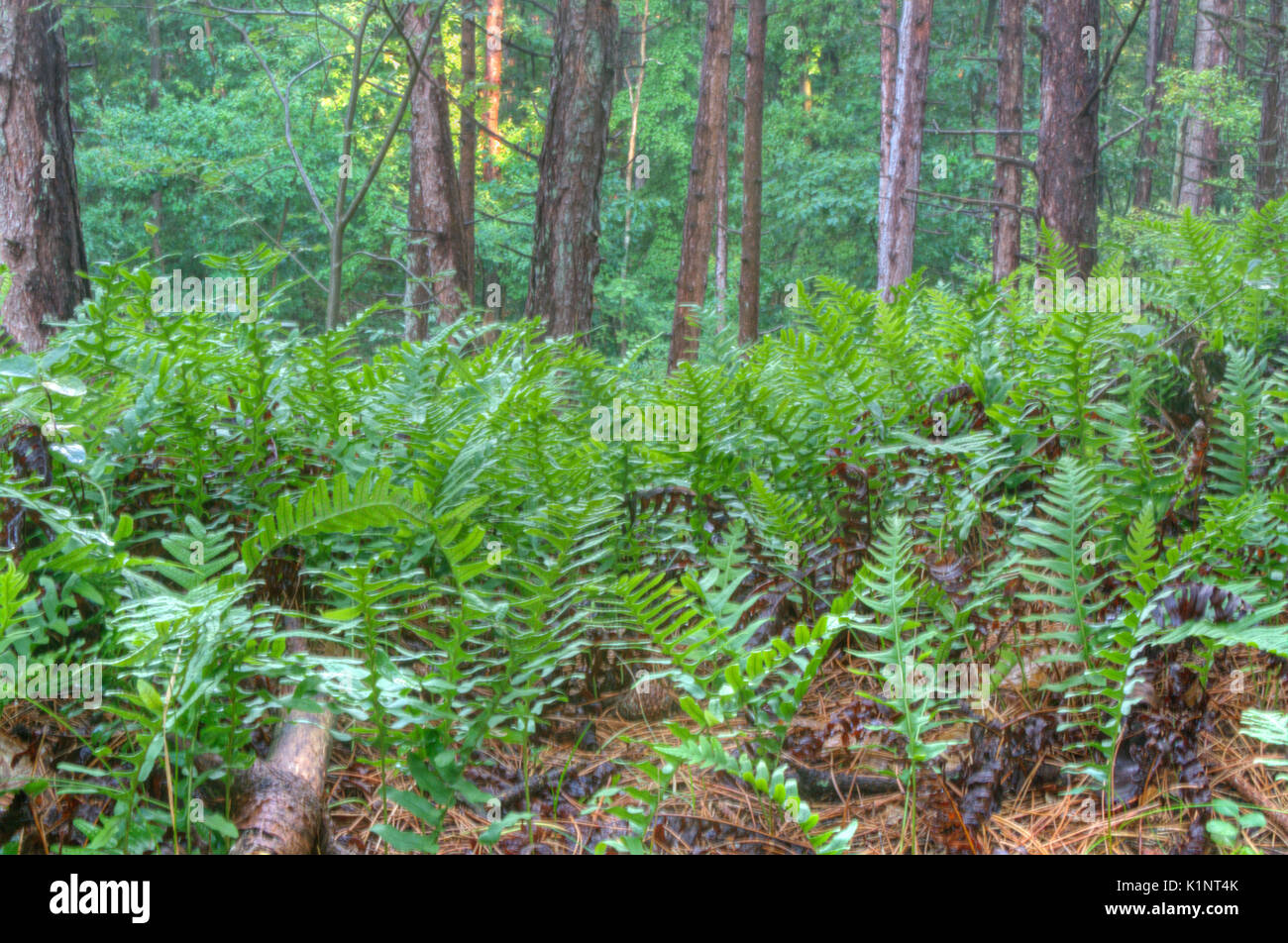 Common Polypod Ferns in a pine forest in the dunes Stock Photo - Alamy
