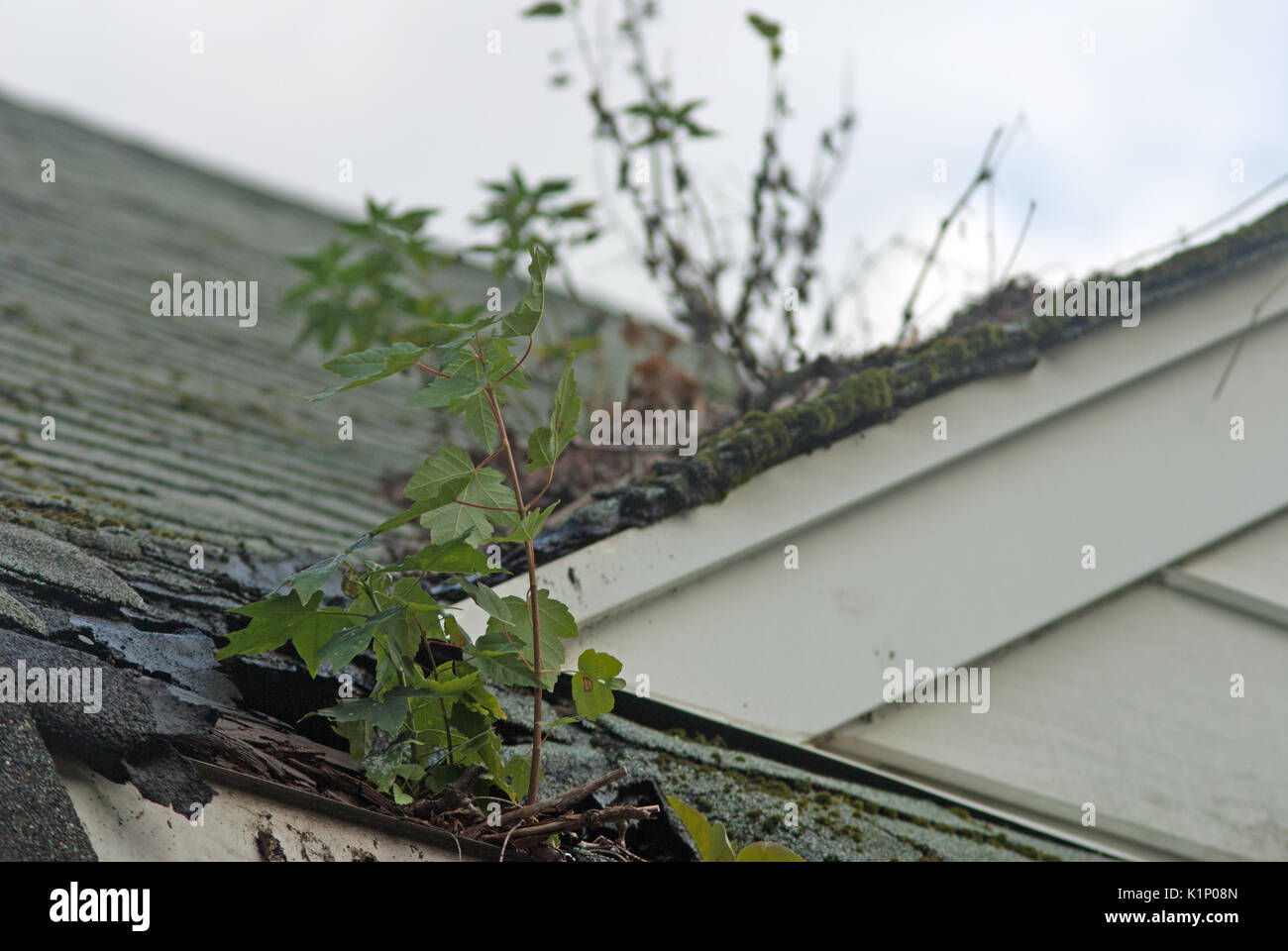 Maple sapling and weeds growing out of the gutter and roof of an ...