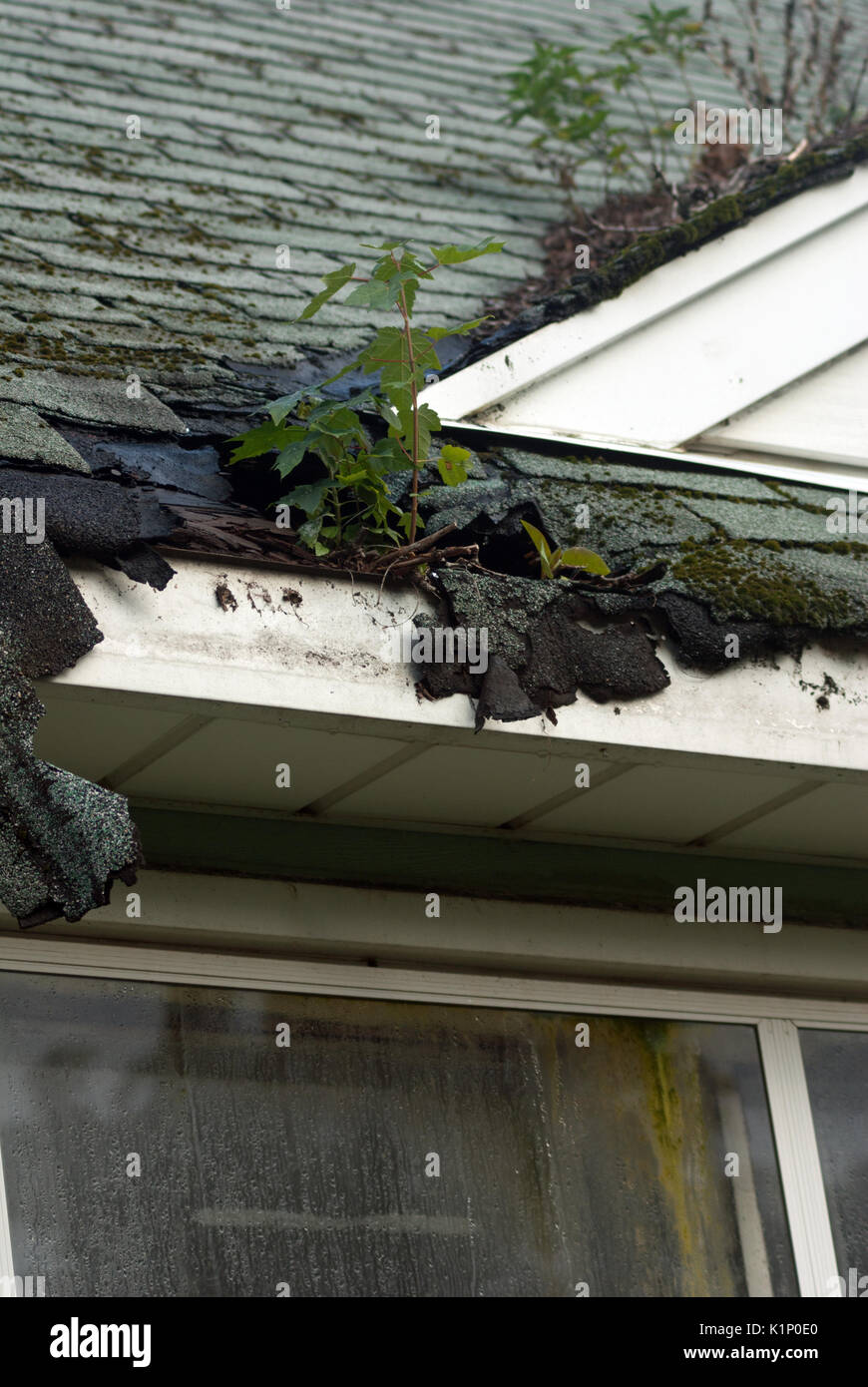 Maple sapling and weeds growing out of the gutter and roof of an ...