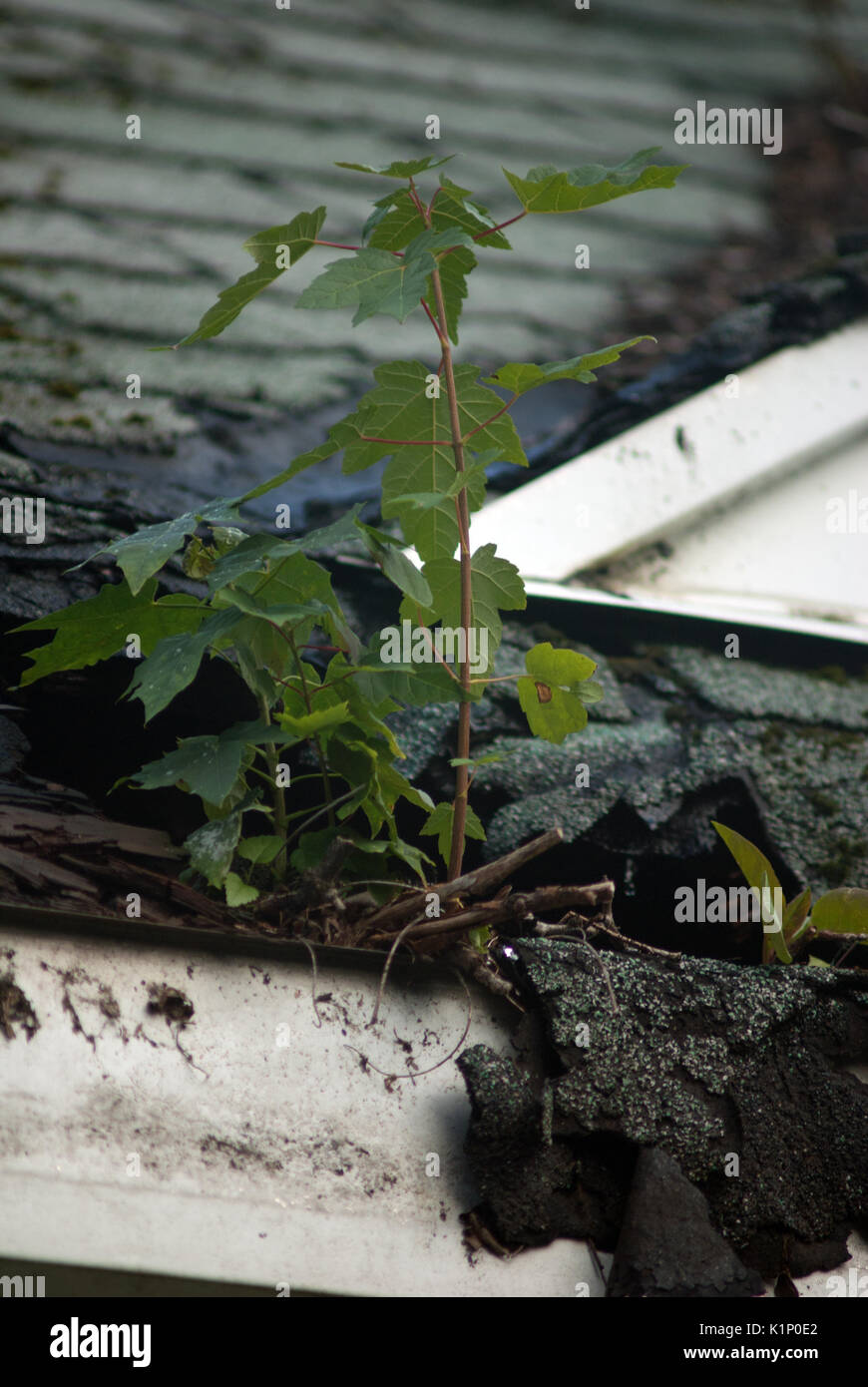 Maple saplings and weeds growing out of the gutter and holes in the ...