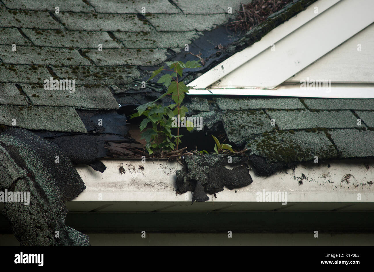 Maple saplings and weeds growing out of the gutter and holes in the ...
