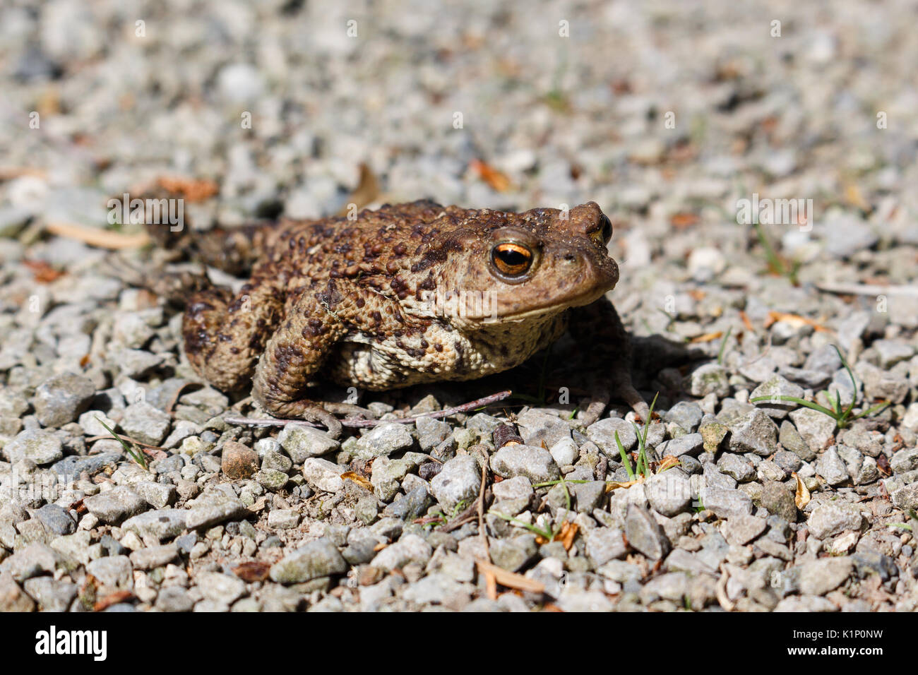 Speckled toad hi-res stock photography and images - Alamy