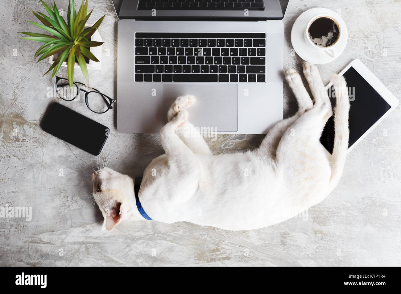 Cat sleep computer hi-res stock photography and images - Alamy