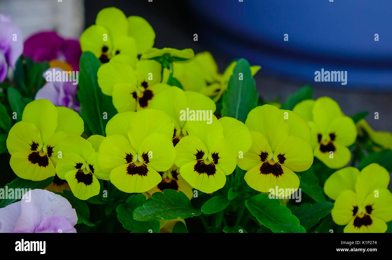 Pensee flower hi-res stock photography and images - Alamy