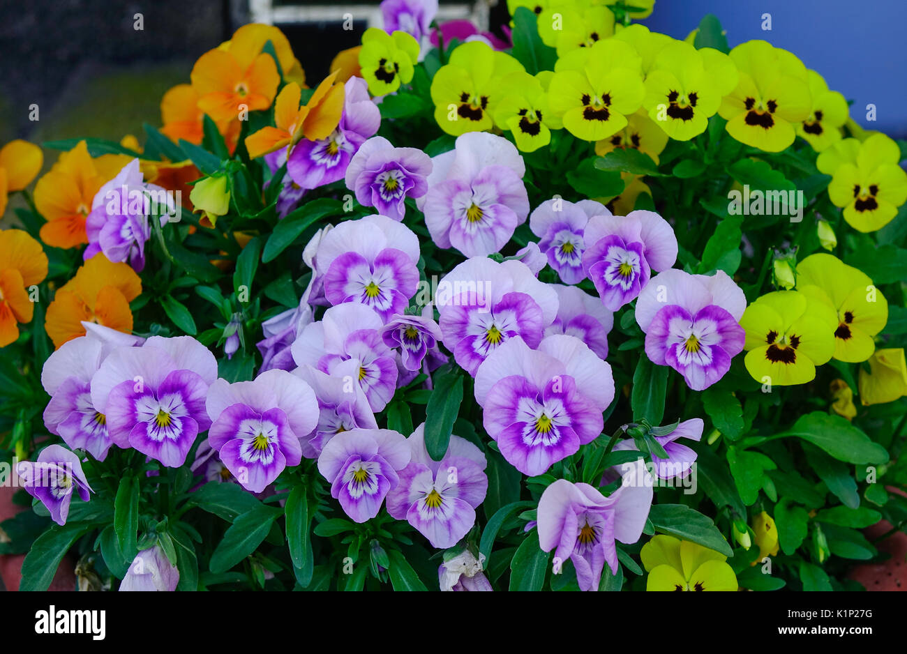 Colorful pansy (pensee) flower plant natural background. Close up Stock ...