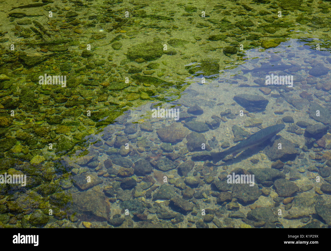 A rainbow trout fish swimming on the pond at Japanese garden. Close up ...