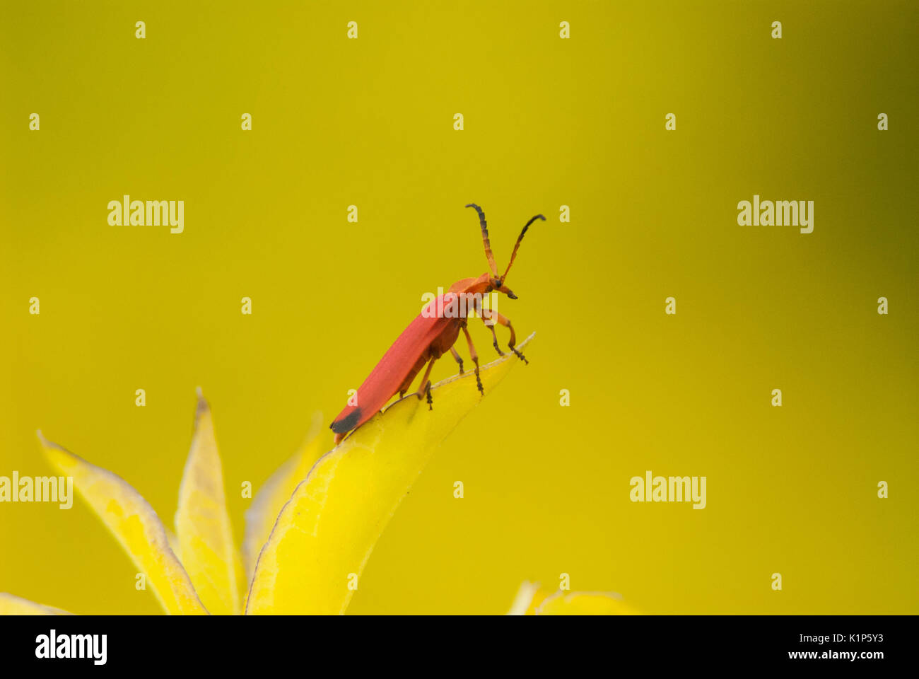 Weevil lake hi-res stock photography and images - Alamy