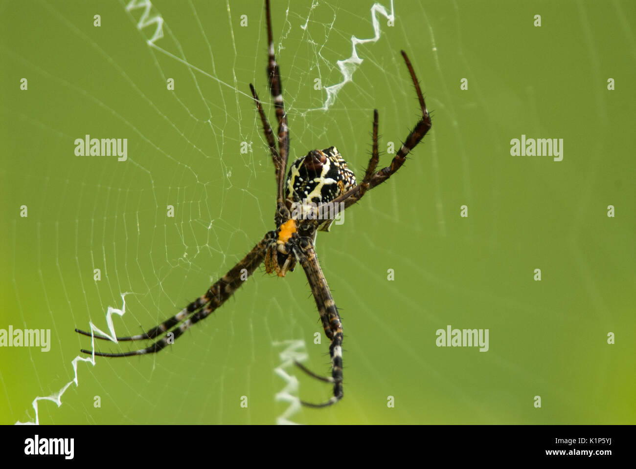 Signature Spider in its web Stock Photo - Alamy