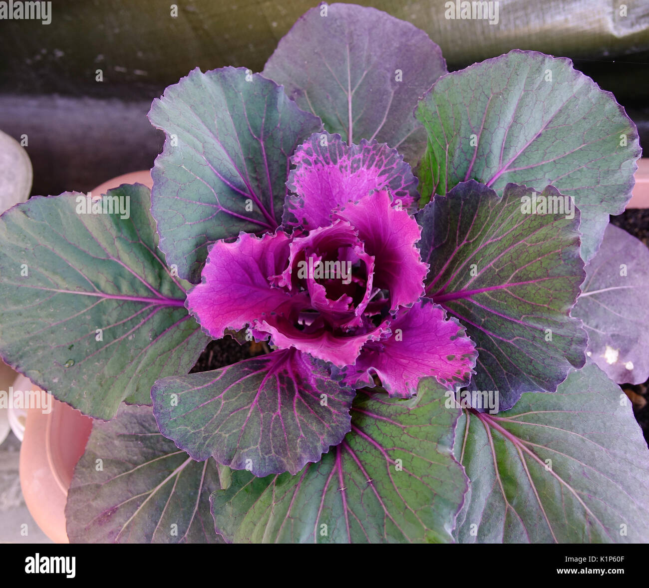 Fresh violet Cabbage (brassica oleracea) plant leaves at the sunny day ...