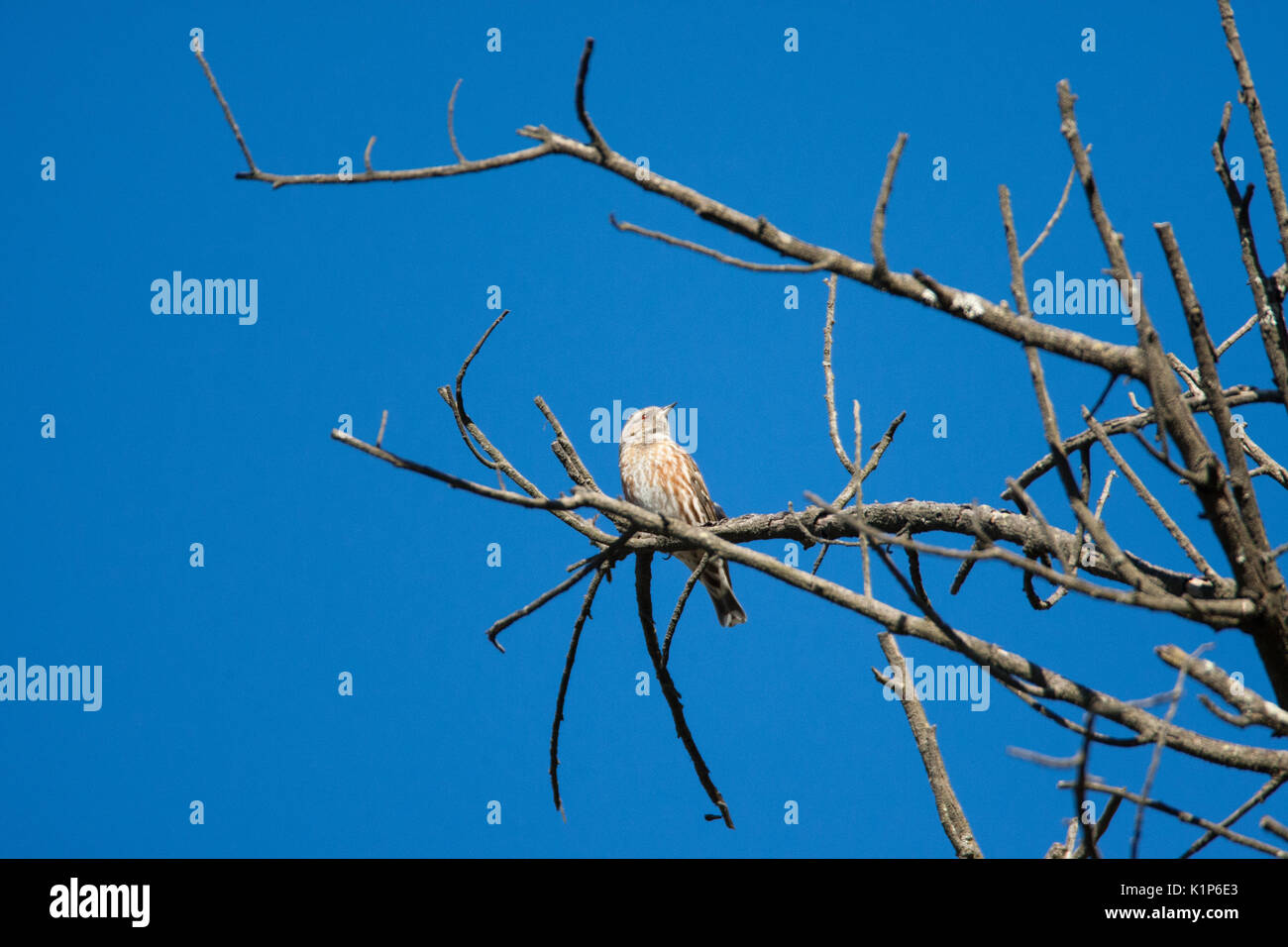Himalayan accentor hi-res stock photography and images - Alamy