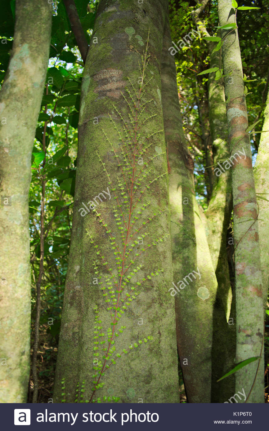 Rata Tree Stock Photos & Rata Tree Stock Images - Alamy