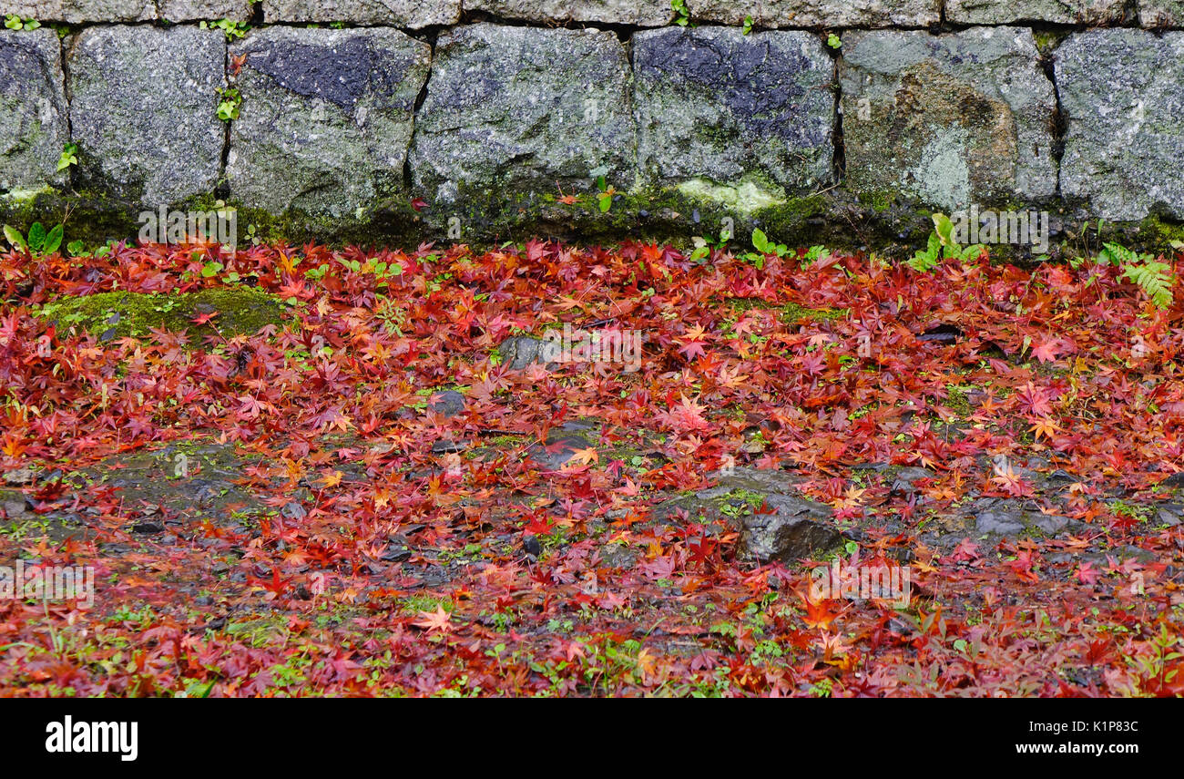 Autumn scenery in Kyoto, Japan. Maple leaves on the ground with stone ...