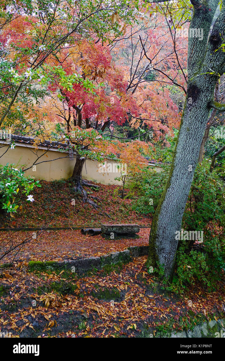 Autumn scenery in Kyoto, Japan. Huge trees in forest Stock Photo - Alamy