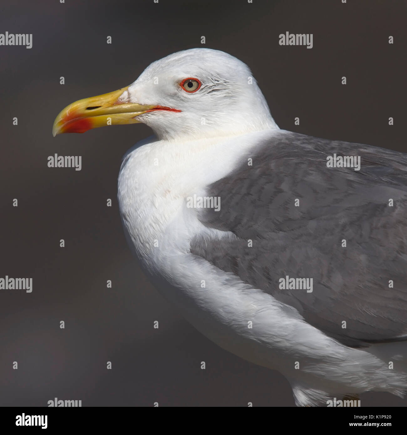 Yellow-legged Gull (Larus michahellis) adult head and shoulders ...