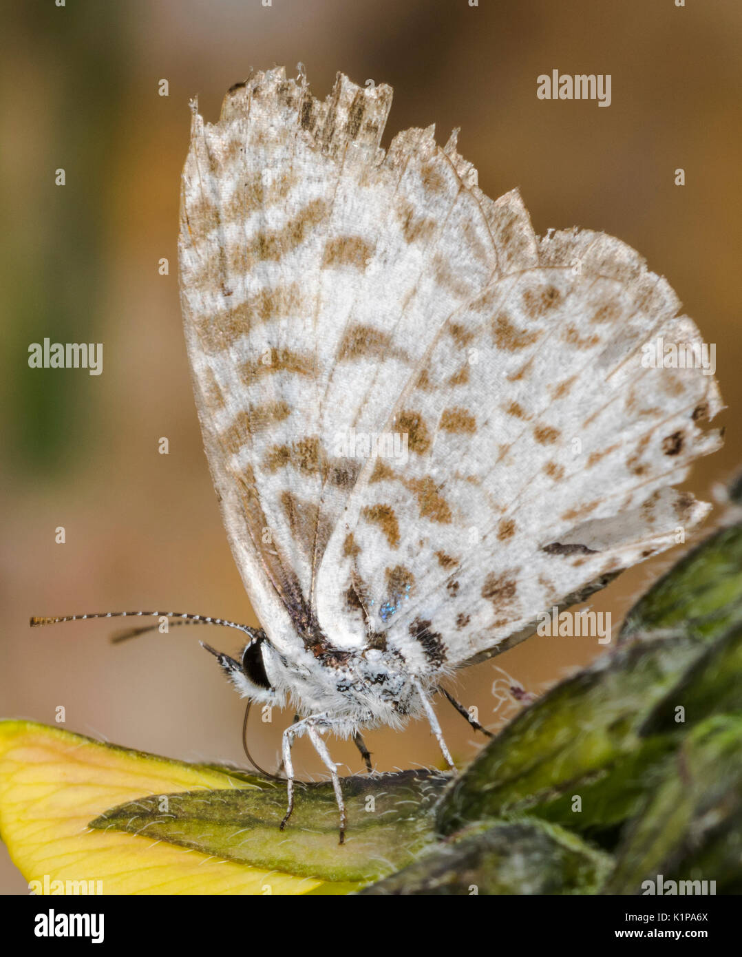 Cassius blue butterfly hi-res stock photography and images - Alamy