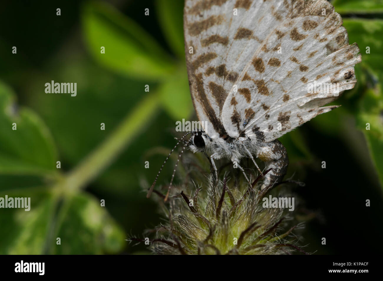 Cassius blue butterfly hi-res stock photography and images - Alamy
