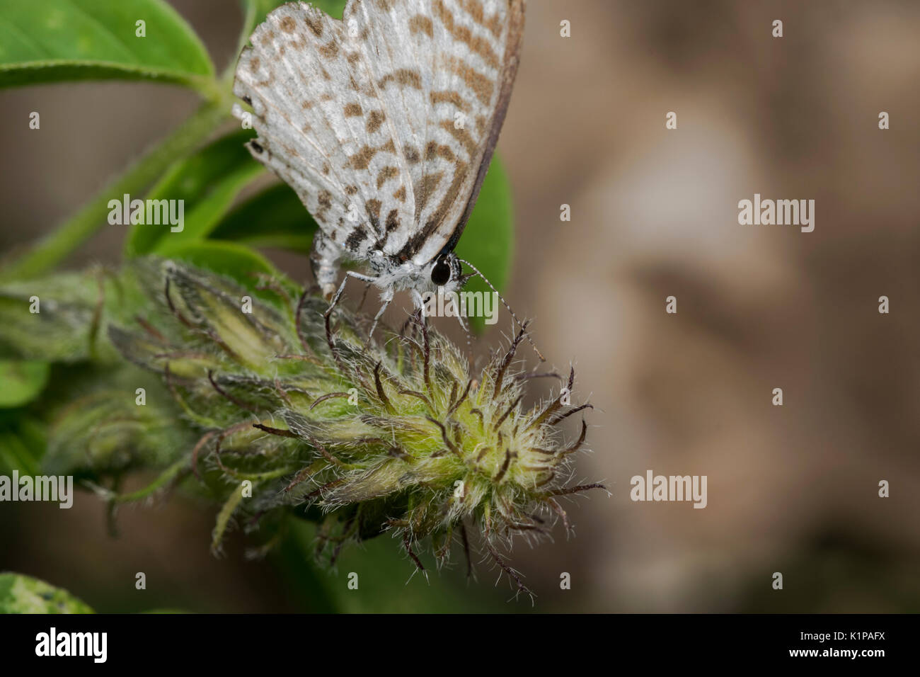 Cassius blue butterfly hi-res stock photography and images - Alamy