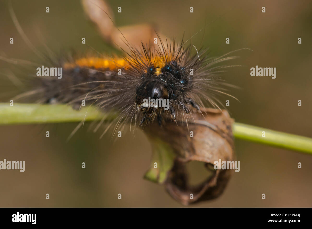 Orange and black striped larvae hi-res stock photography and images - Alamy