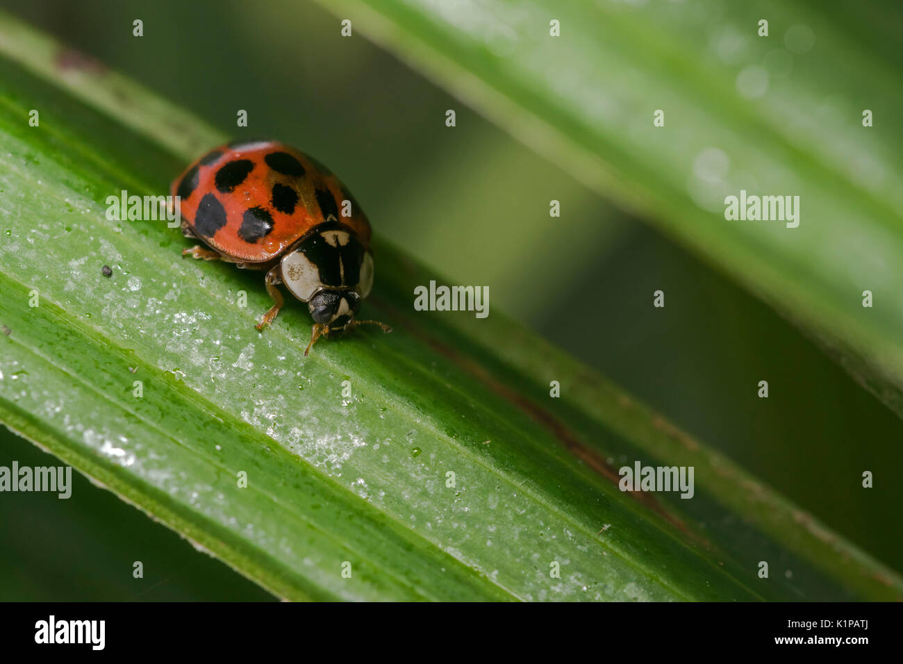 Orange ladybug with black dots wandering on some leaves Stock Photo - Alamy