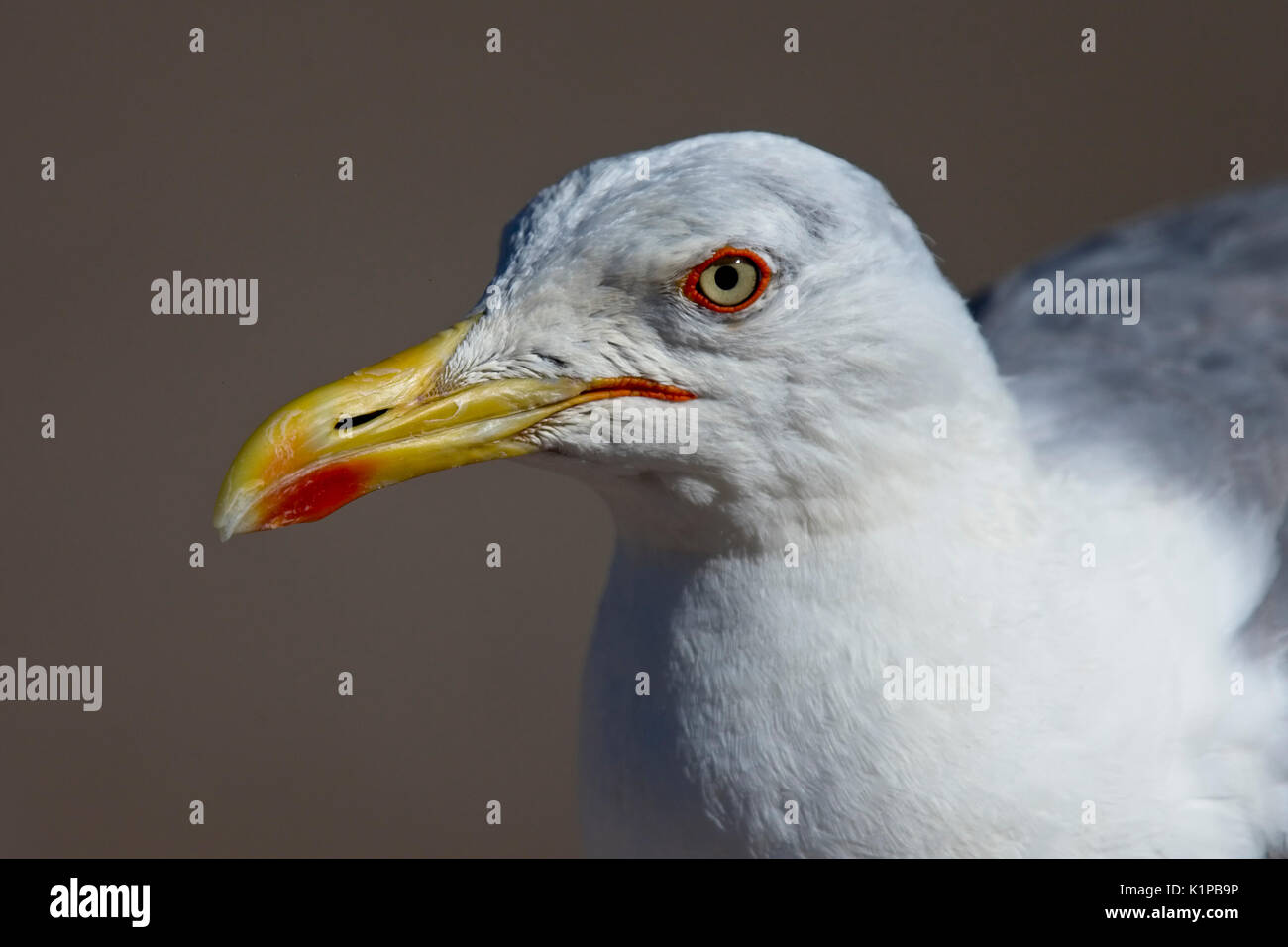 Yellow-legged Gull (Larus michahellis) adult head and shoulders ...