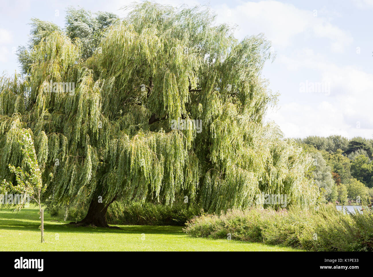 Beautiful willow tree at the side of a river Stock Photo - Alamy