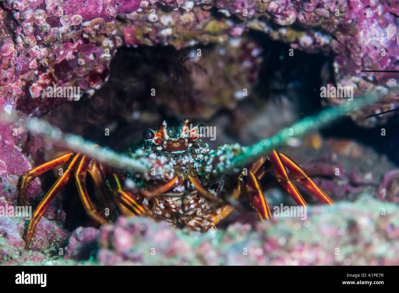 Big Japanese Spiny Lobster, Panulirus japonicus (von Siebold, 1824 ...