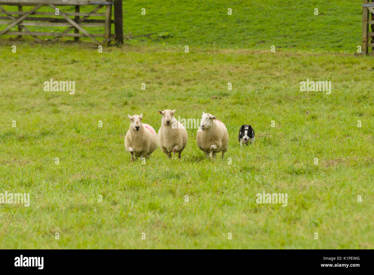 Welsh sheepdog hi-res stock photography and images - Alamy