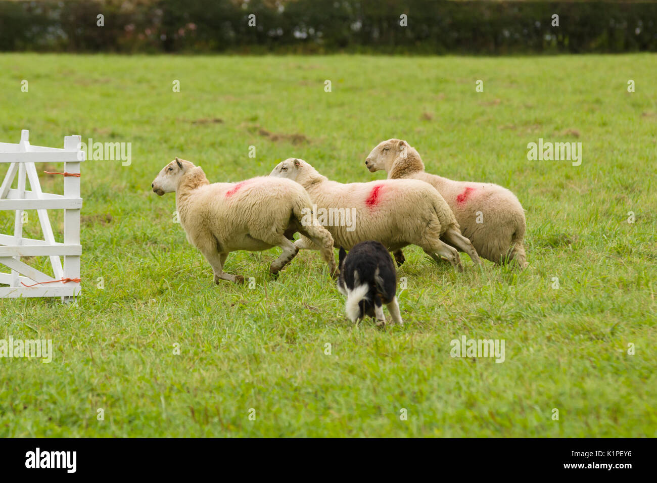 Dog rounding up sheep hi-res stock photography and images - Alamy