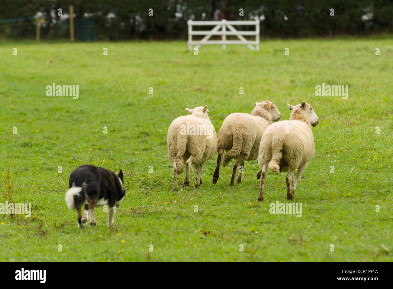 Welsh sheepdog hi-res stock photography and images - Alamy