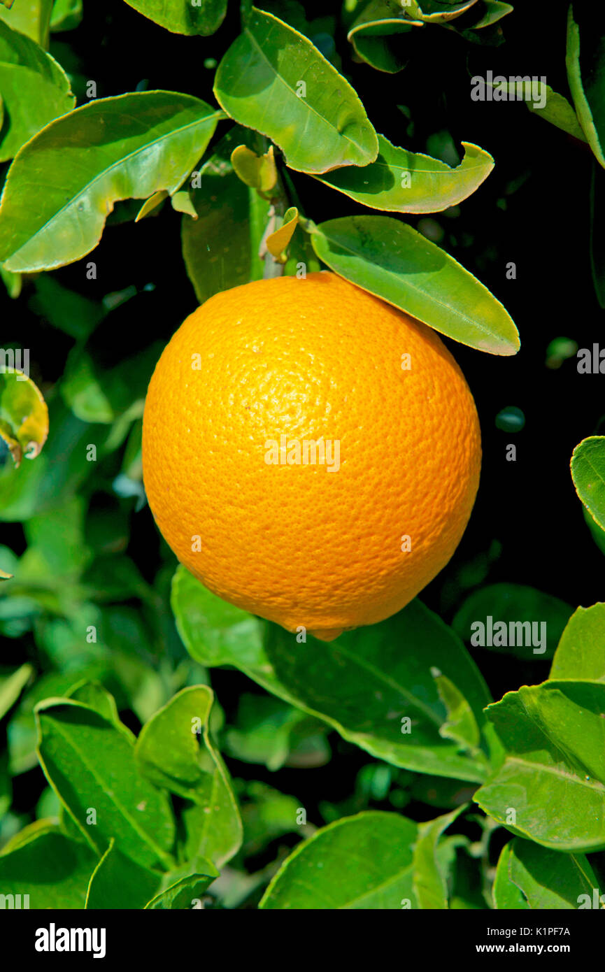 Two oranges hi-res stock photography and images - Alamy