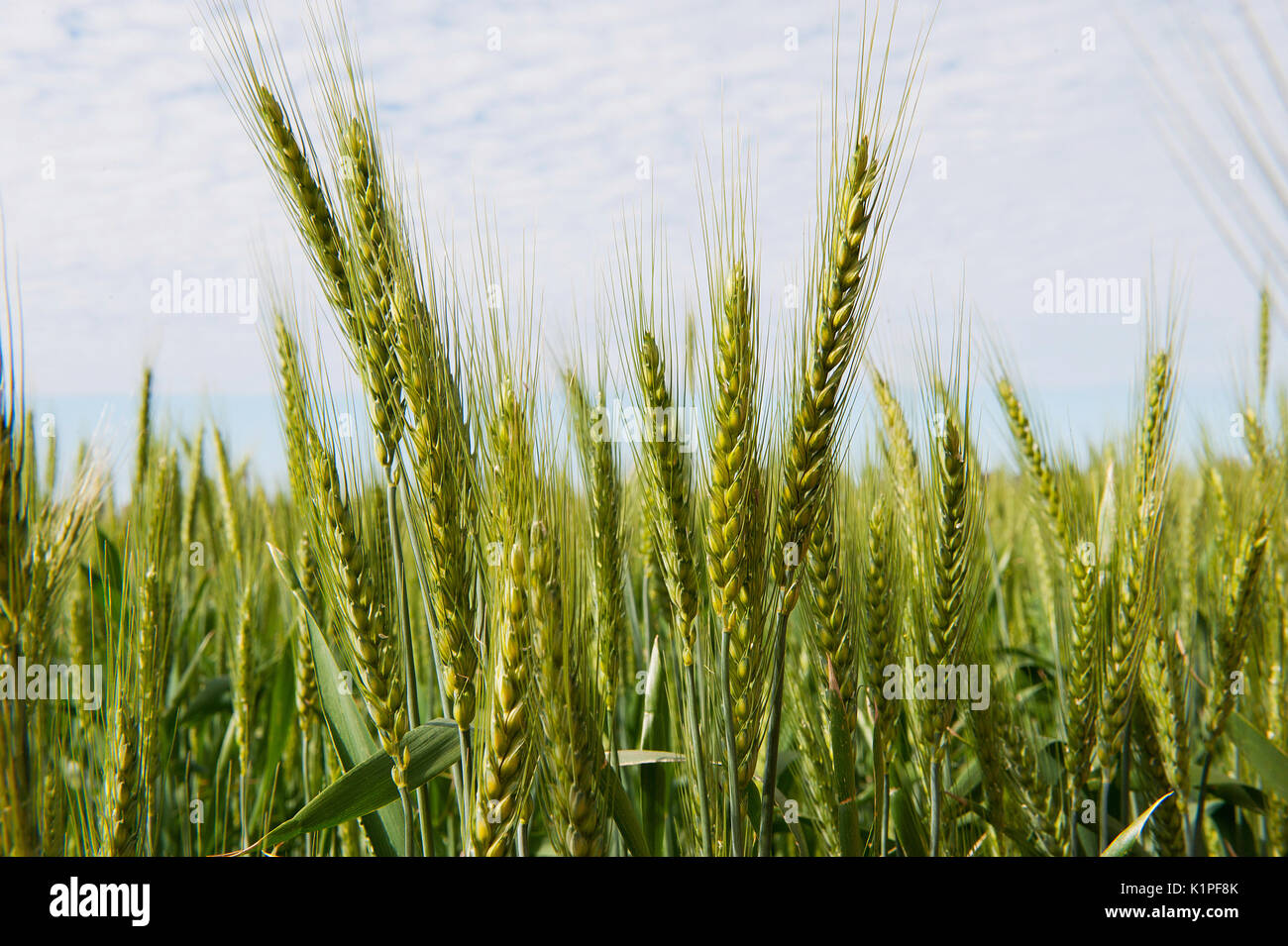 Rows of wheat hi-res stock photography and images - Alamy