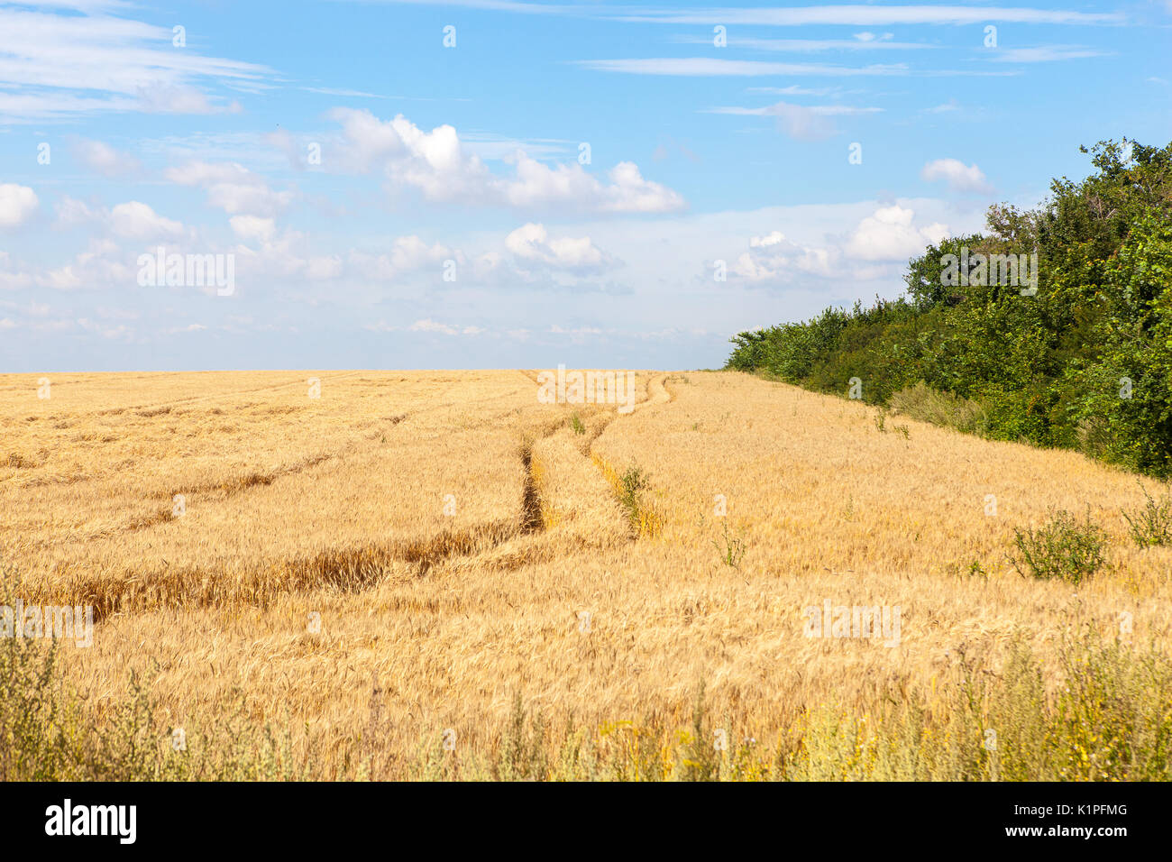Wheatfield background hi-res stock photography and images - Alamy