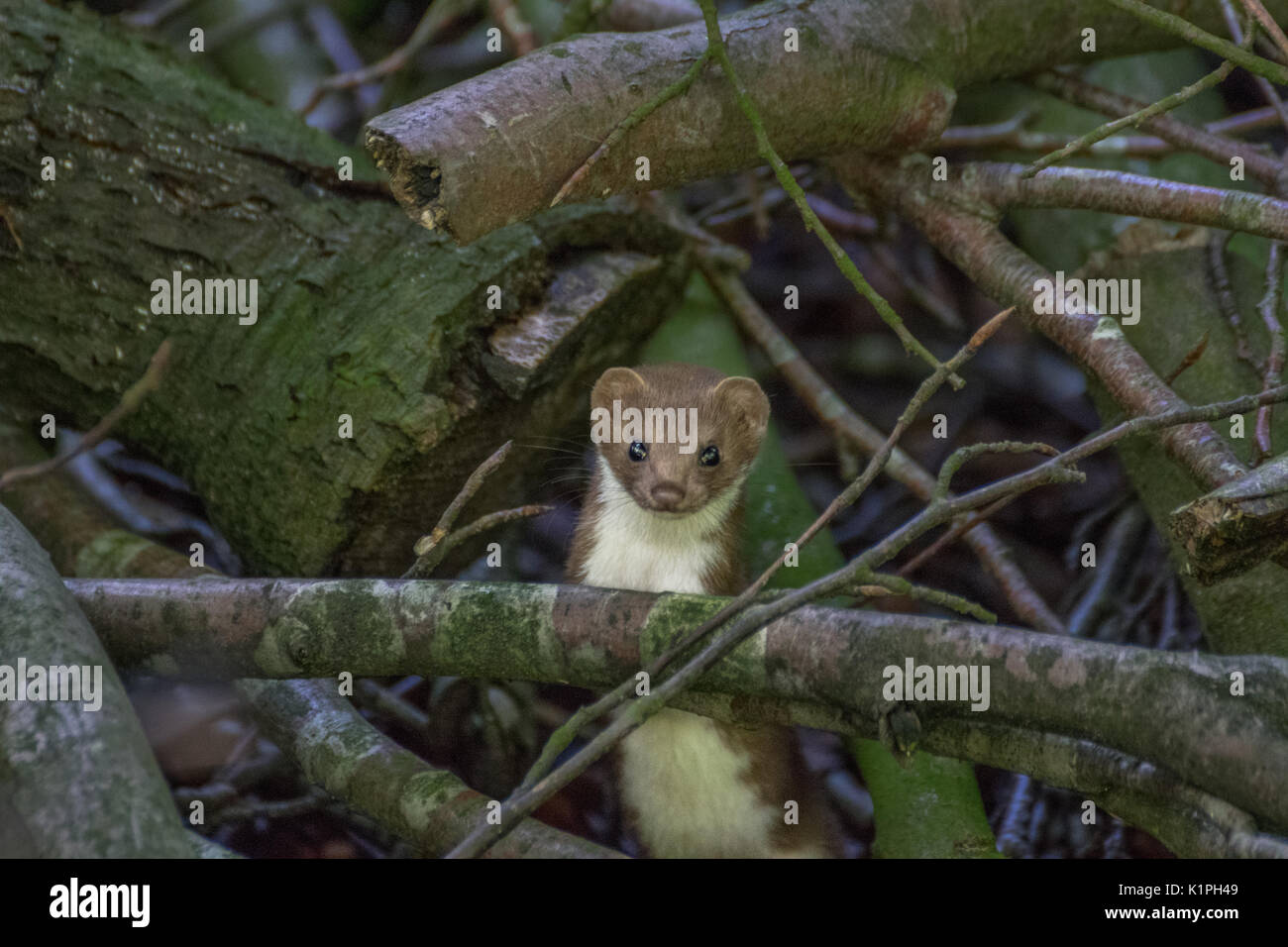 Weasel photography hi-res stock photography and images - Alamy