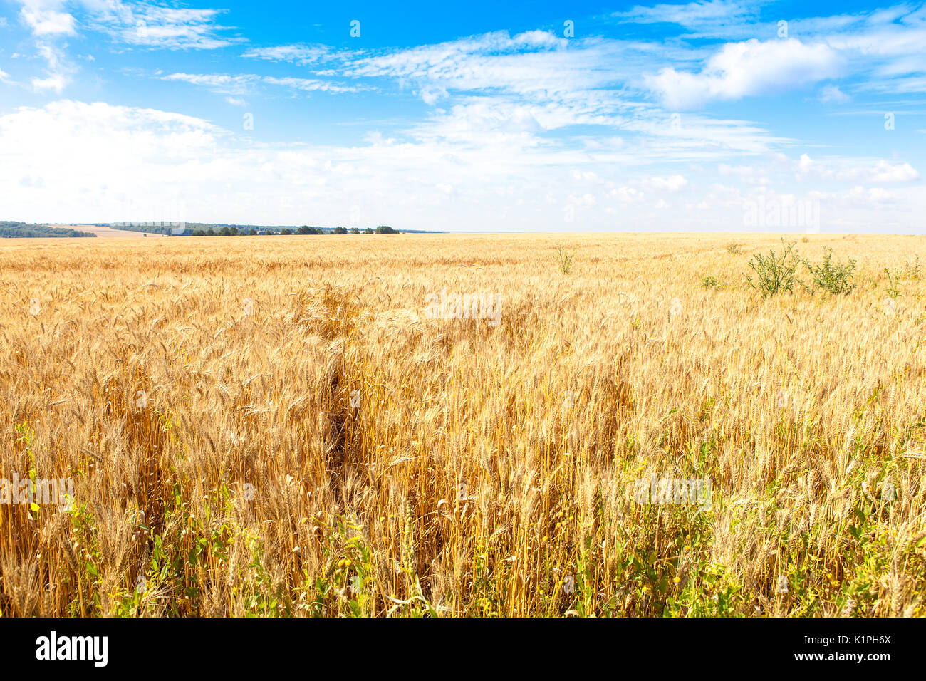 Wheatfield background hi-res stock photography and images - Alamy