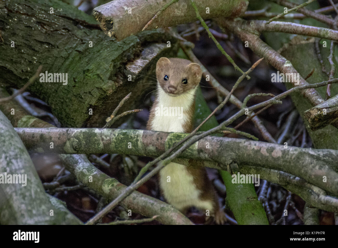 Weasel in the forest Stock Photo - Alamy