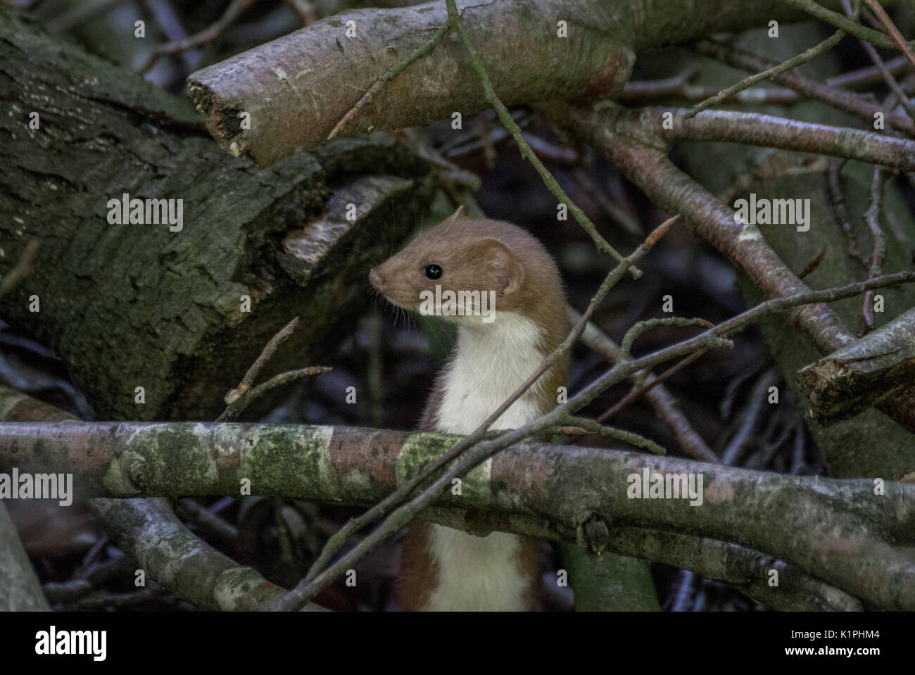 Weasel in the forest Stock Photo - Alamy
