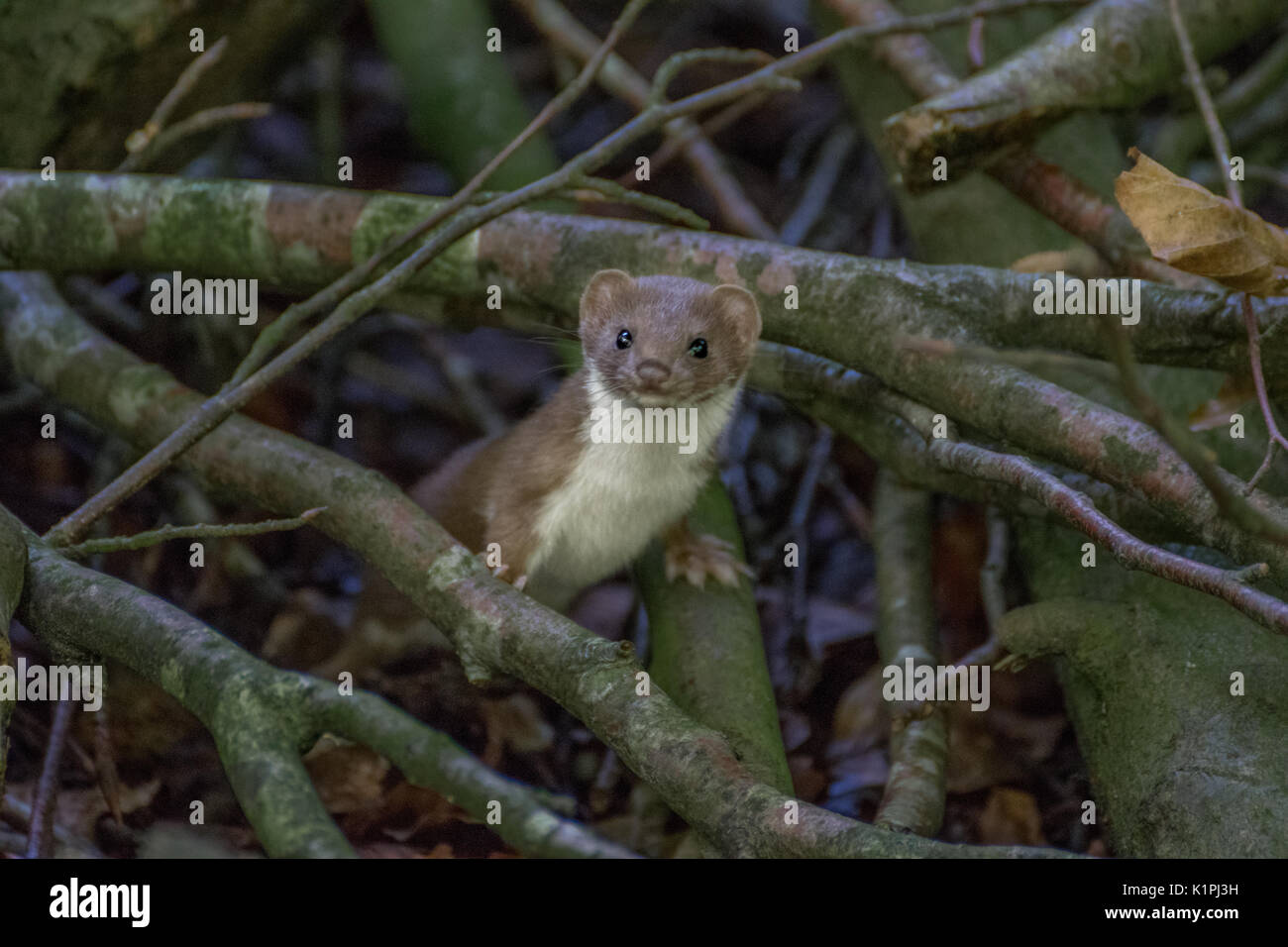 Weasel in the forest Stock Photo - Alamy