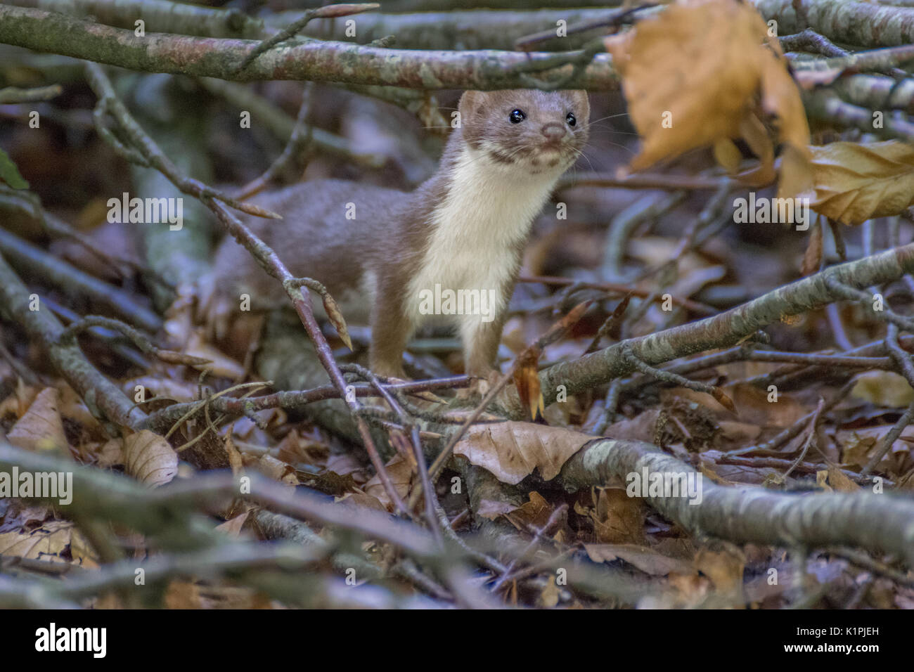 Fluffy forest color green eyes hi-res stock photography and images - Alamy