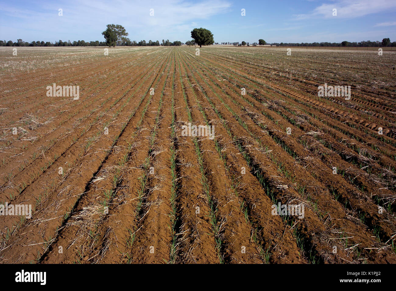 Growing wheat grain seedlings hi-res stock photography and images - Alamy